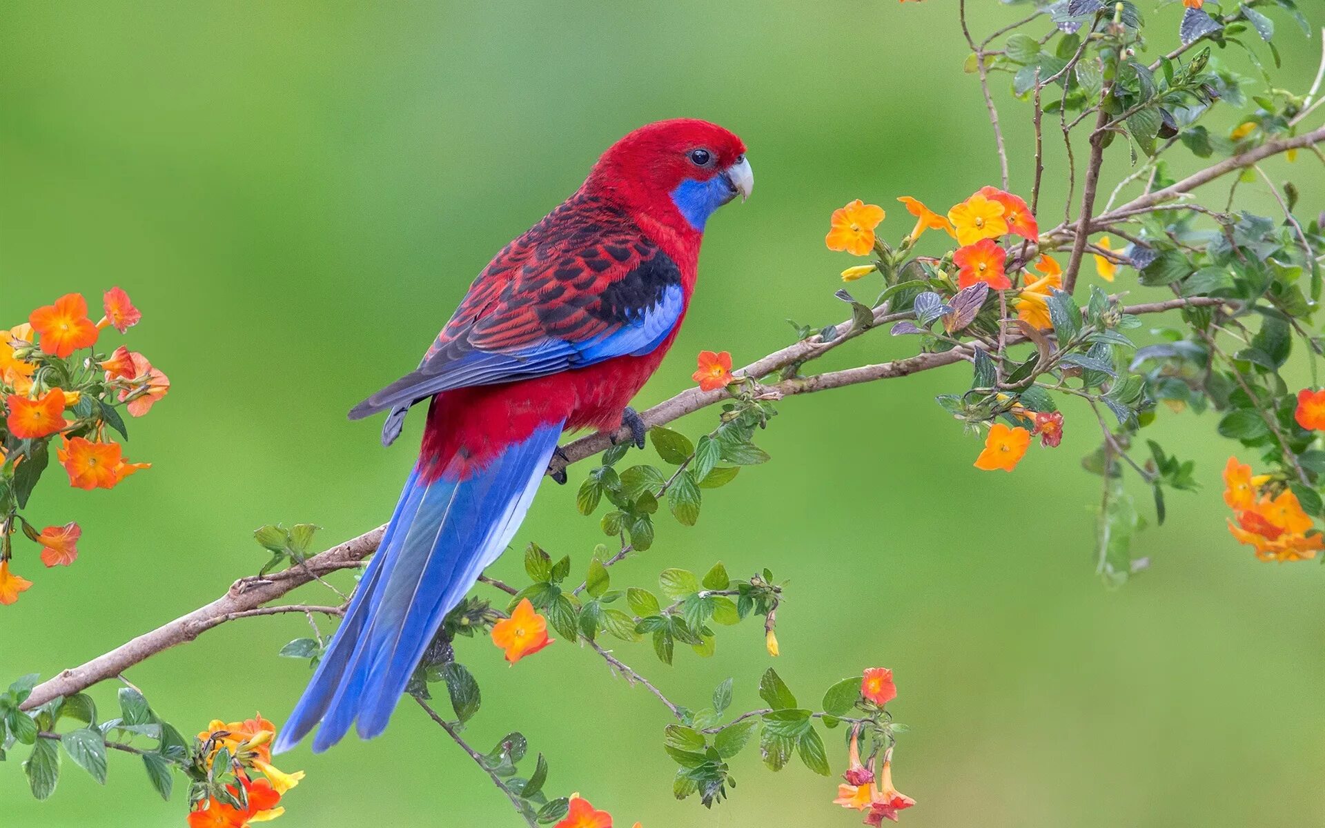 Qushlar rasmlari: фотографии в высоком качестве
